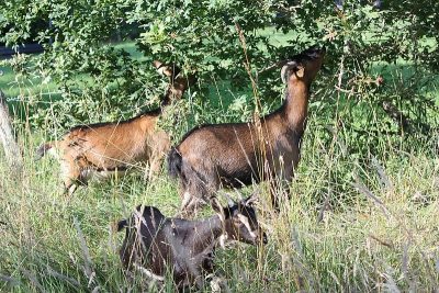 When Can a Baby Goat Leave Its Mother? - Goat Journal